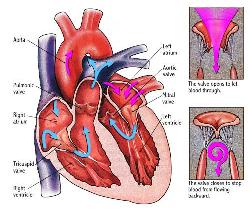 Animal Derived Heart Valves for Prosthetic Valve Production - Medical ...