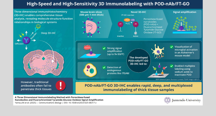 Nanobody-Based 3D Immunohistochemistry Allows Rapid Tissue ...
